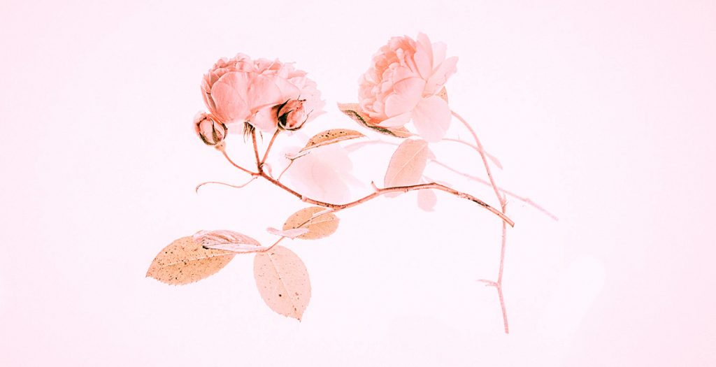 The beautiful story behind Dara's Water, Twelve Beauty’s non-micellar ...